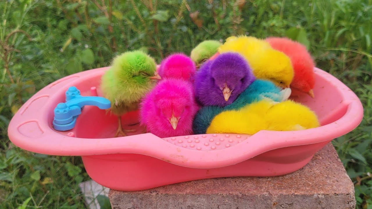 Menangkap ayam warna warni,ayam rainbow,ayam lucu,hamster,bebek,angsa ...