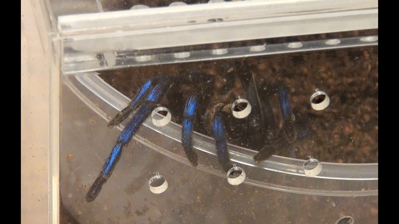 Neon Blue Leg Tarantula Unpacking (Birupes simoroxigorum) - YouTube