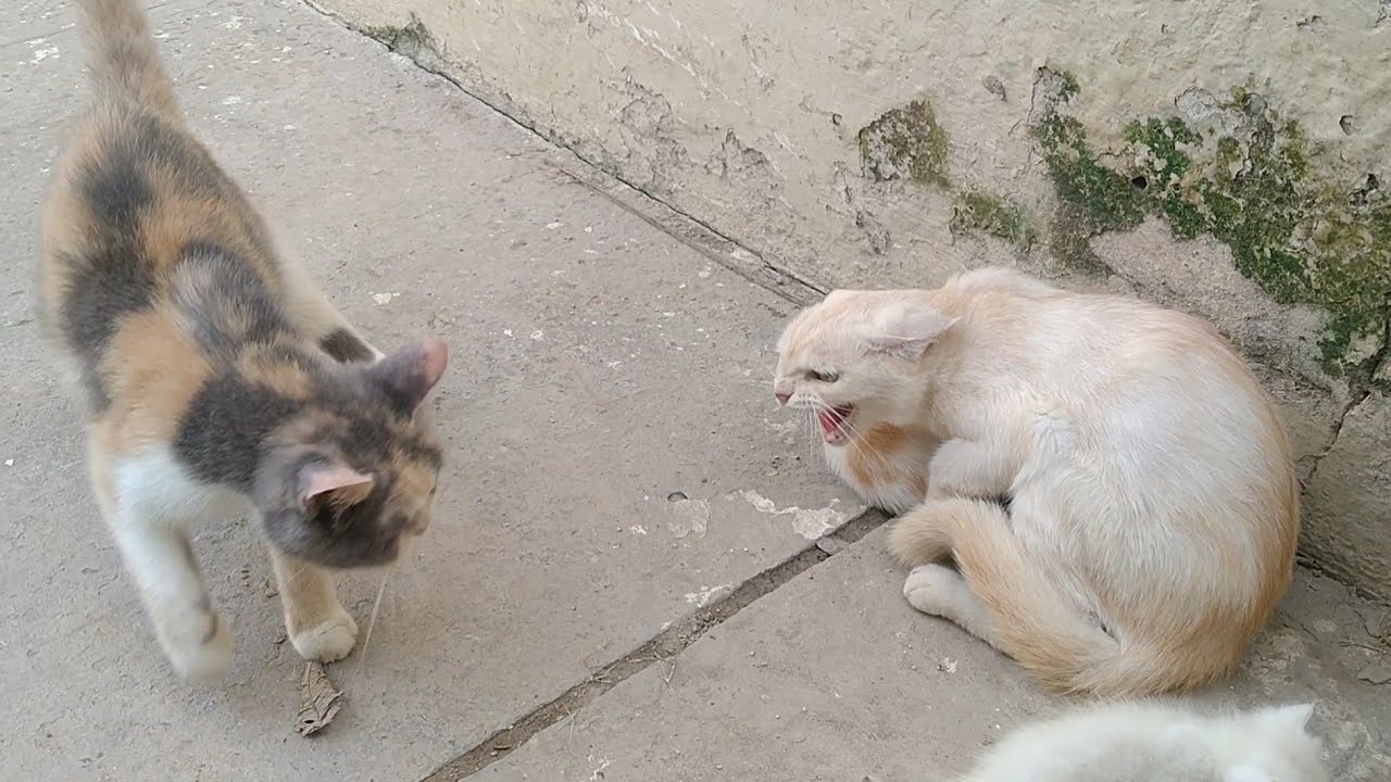 Nursing Mother Cat Protecting Kittens From A Stranger Cat She Has Lost ...