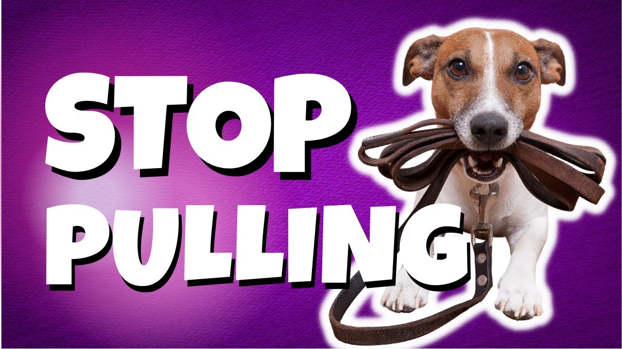 ONE Simple Game To Teach Your Dog To STOP Pulling! - YouTube