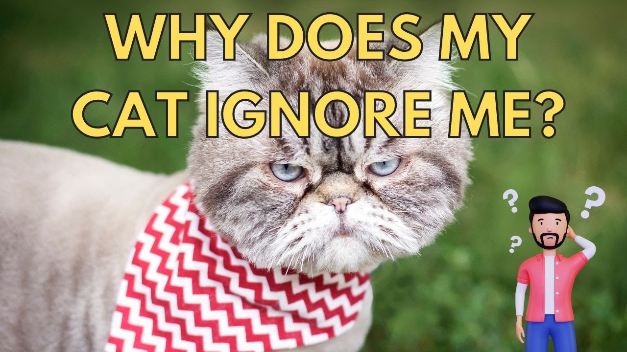 Why Does My Cat Ignore Me - YouTube
