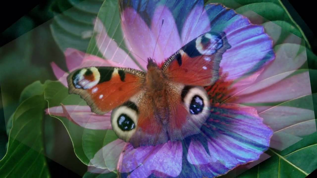 Edyta Górniak - Słowa jak motyle - YouTube