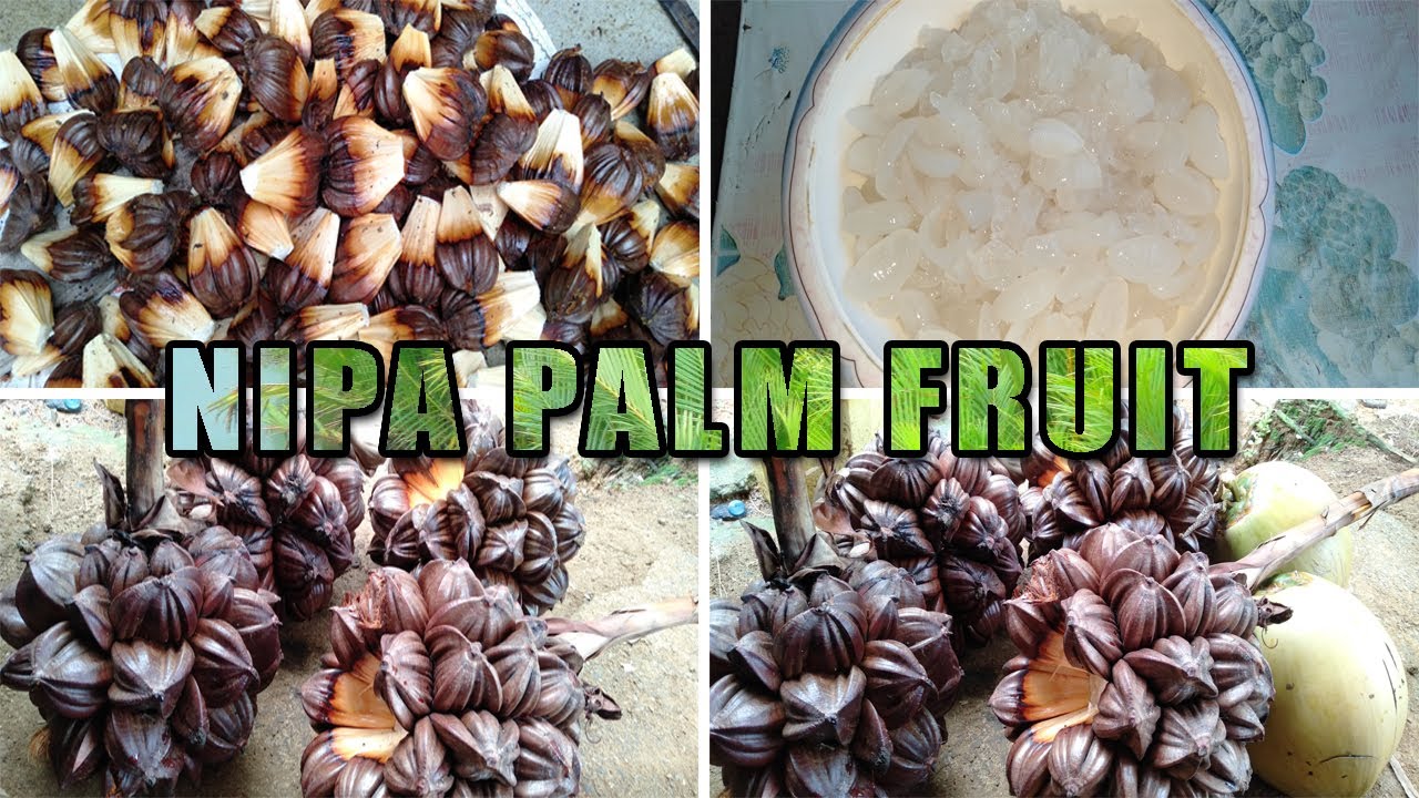 NIPA PALM FRUIT | ATTAP SEEDS | ATTAP CHEE - YouTube