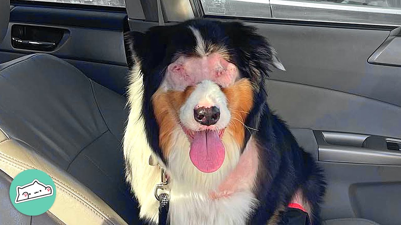 Australian Shepherd With No Eyes Shows The World She Is No Different ...