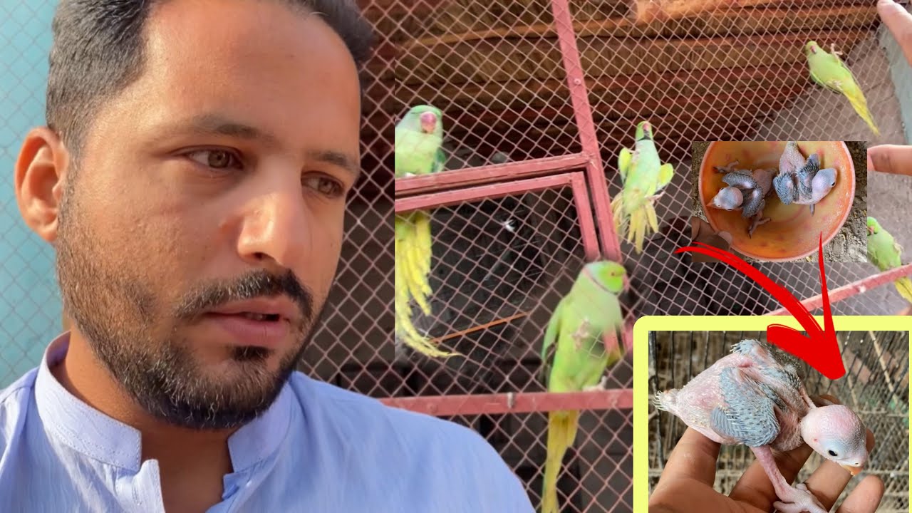 Aj Devil parrot 🦜 k bachy utha liye - YouTube