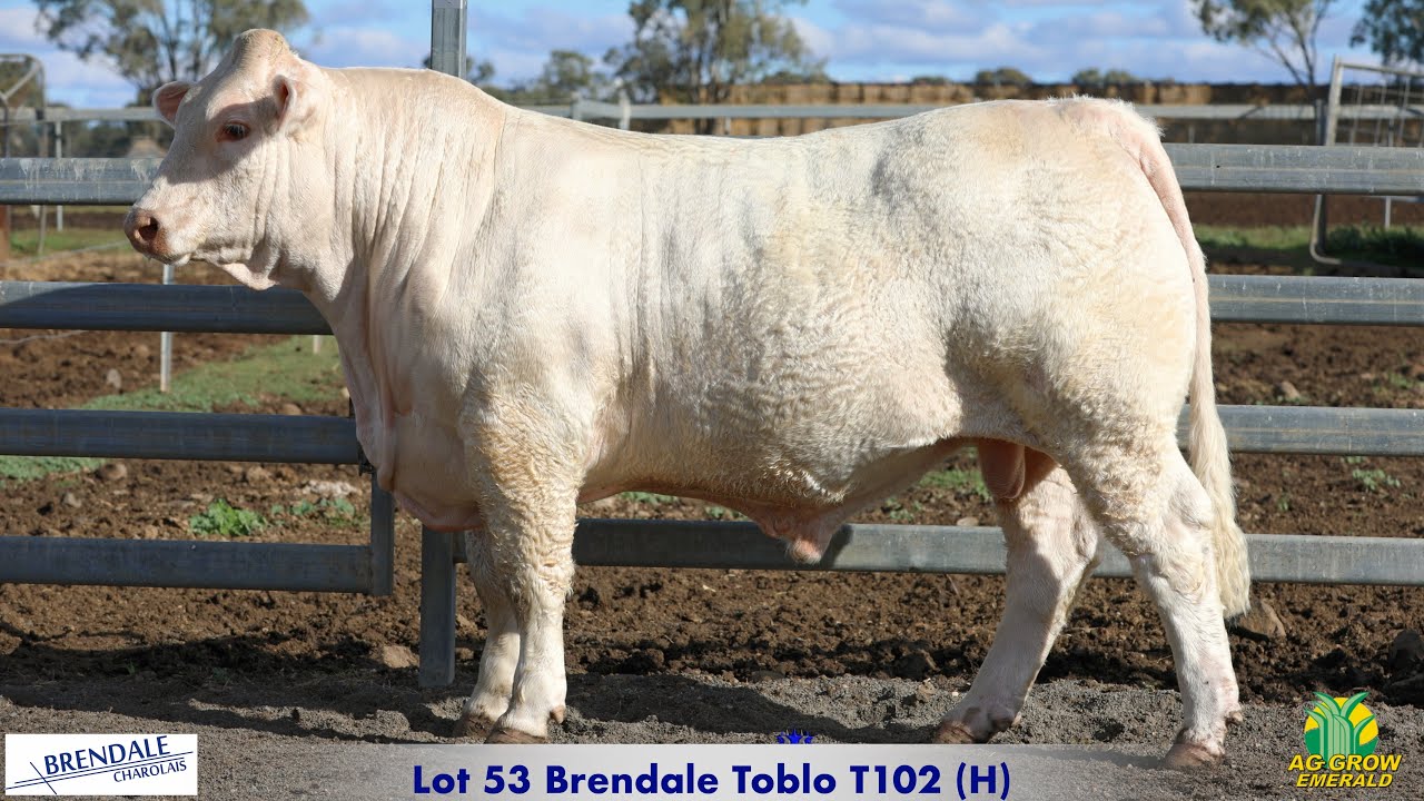 Lot 53 Brendale Toblo T102 (H) - YouTube