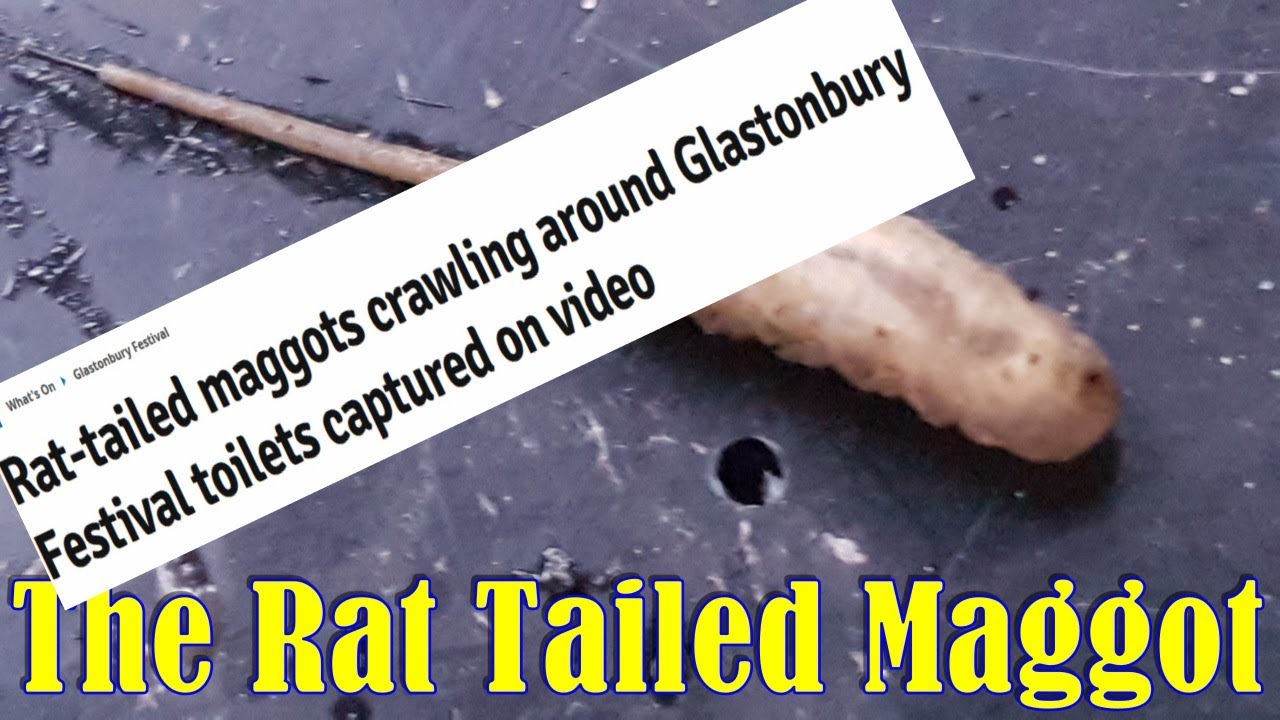 One Minute with the Composters: The Rat Tailed Maggot - YouTube