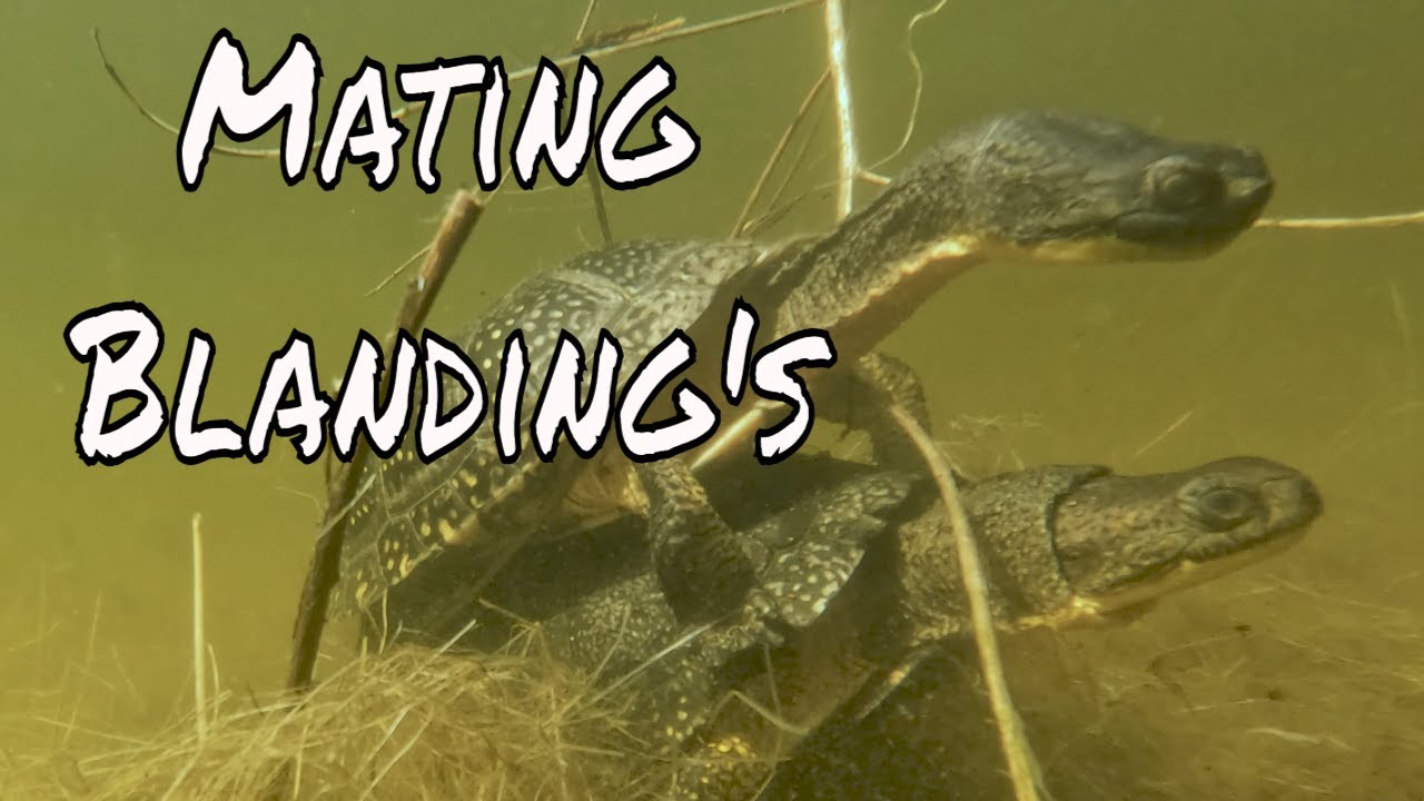 Mating Blanding's Turtles - YouTube