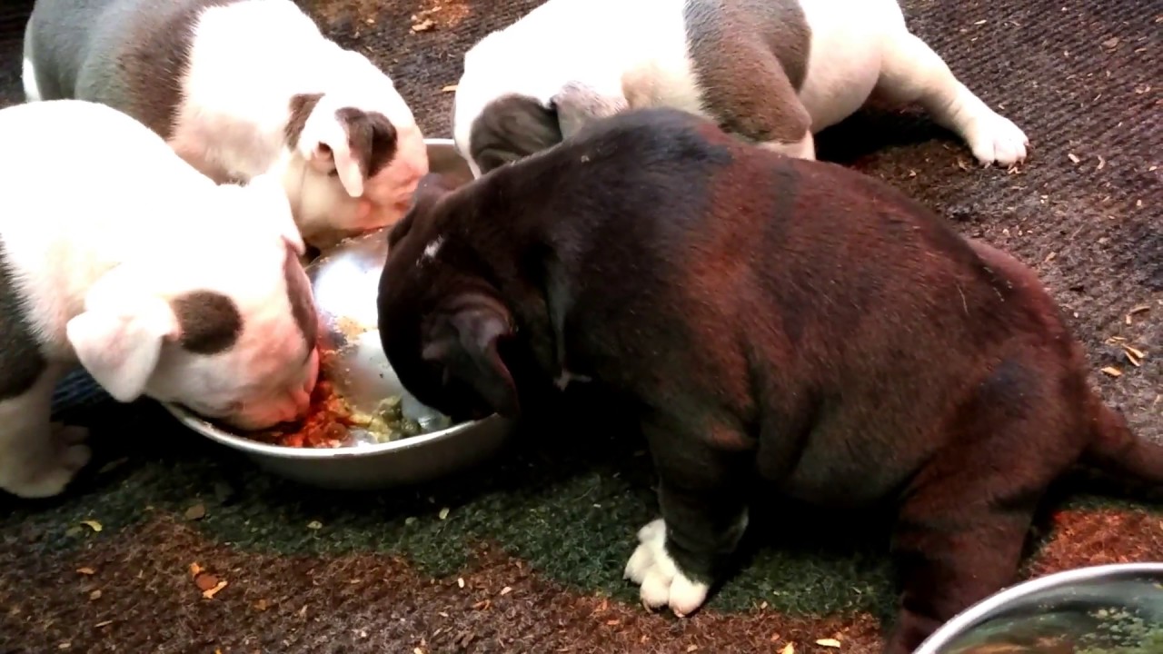 American Bully Puppies.Royal Kennels productions 4 weeks eating puppy ...