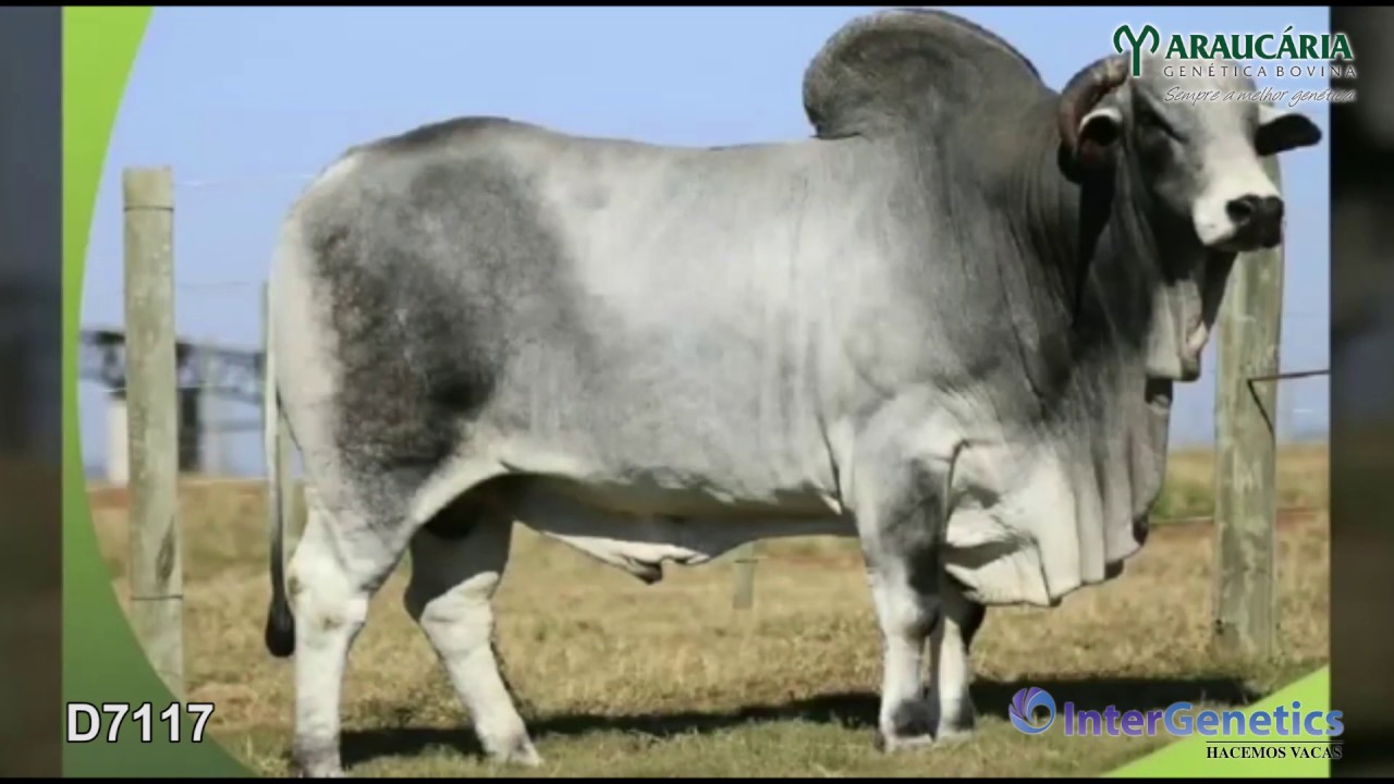 NELORE D7117 - YouTube