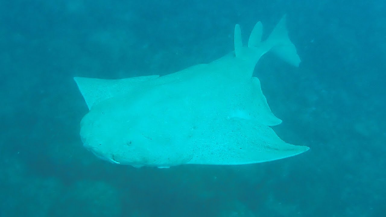 Zee-engel/Angelshark (Squatina squatina) - YouTube