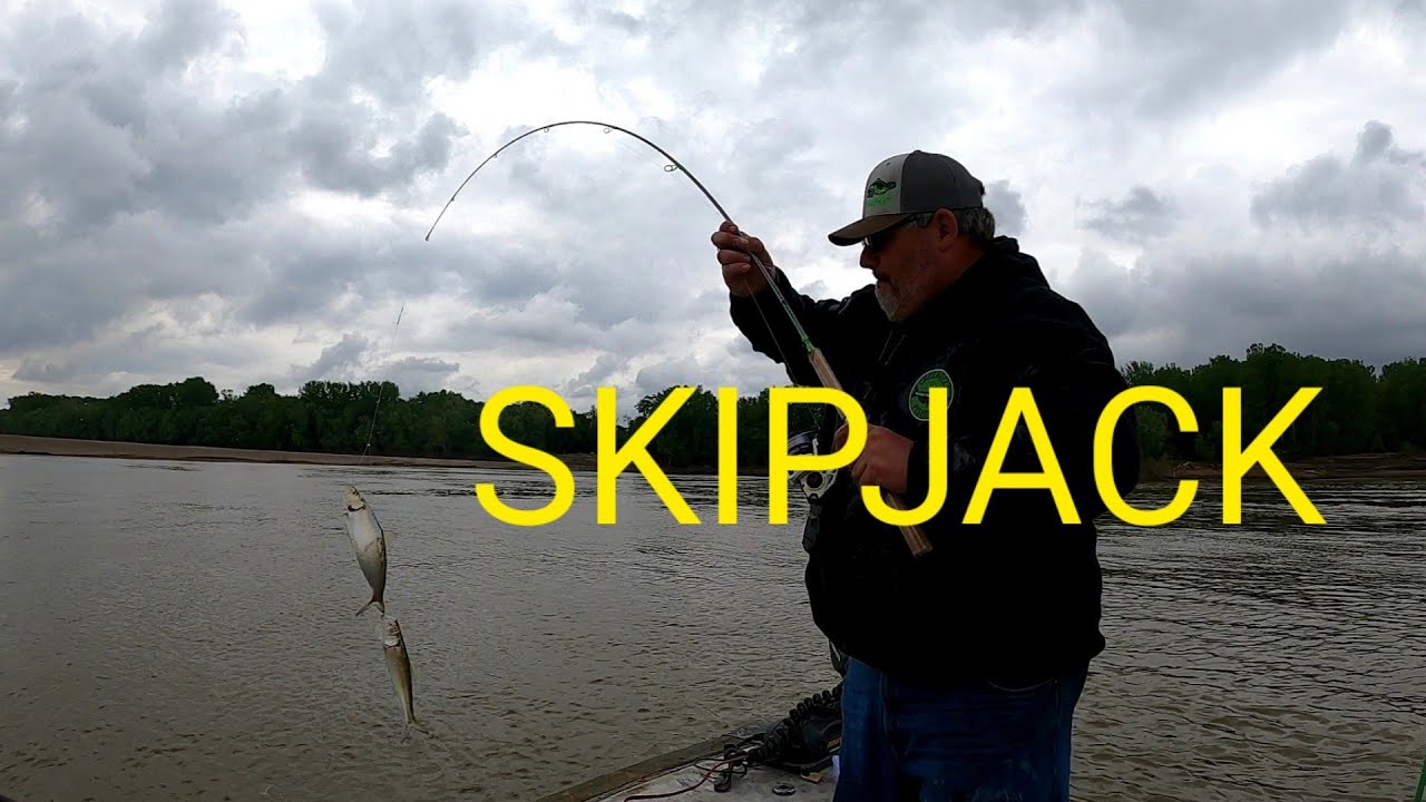 Catching skipjack! - YouTube