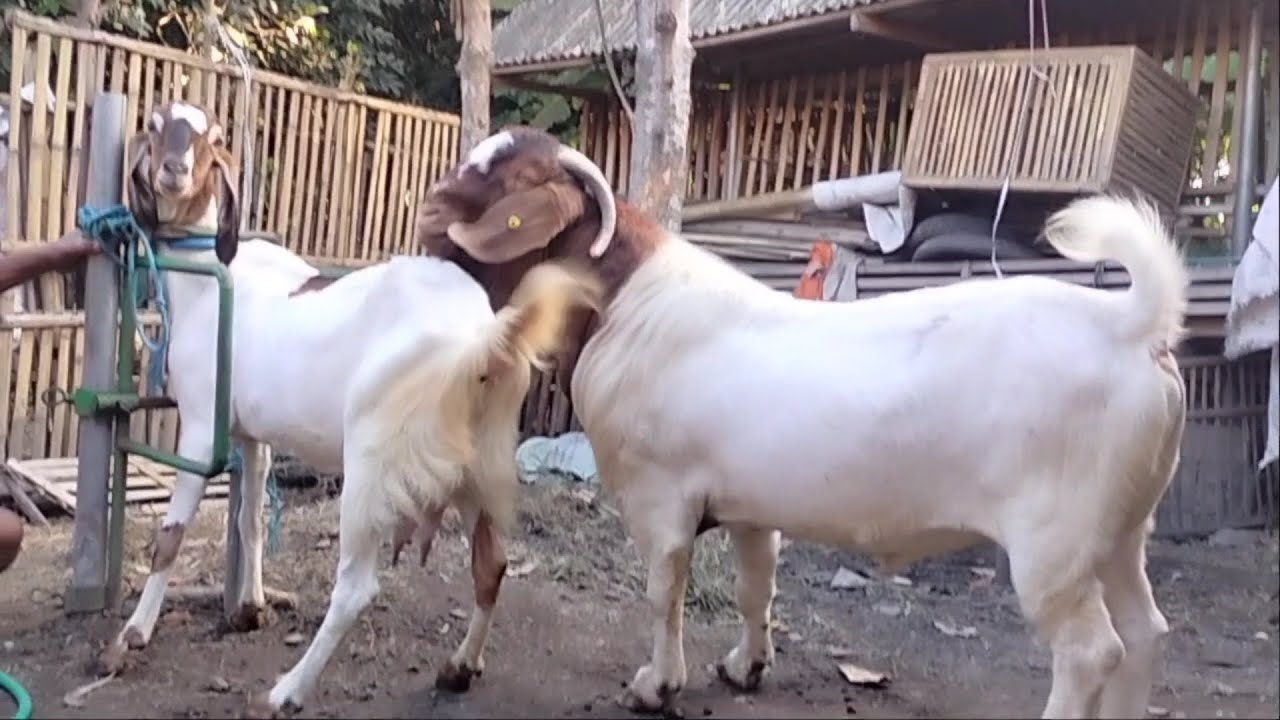 Boer Goat crosses with Java ingenuous goat in farm | Goat Farming in ...