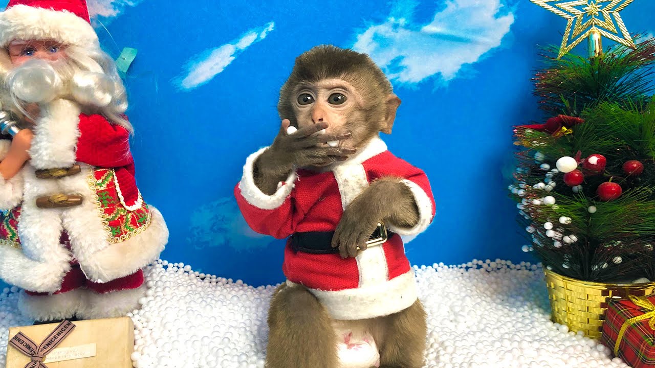 Monkey Baby Ken Ken builds a snowman and plays with snow at Christmas ...