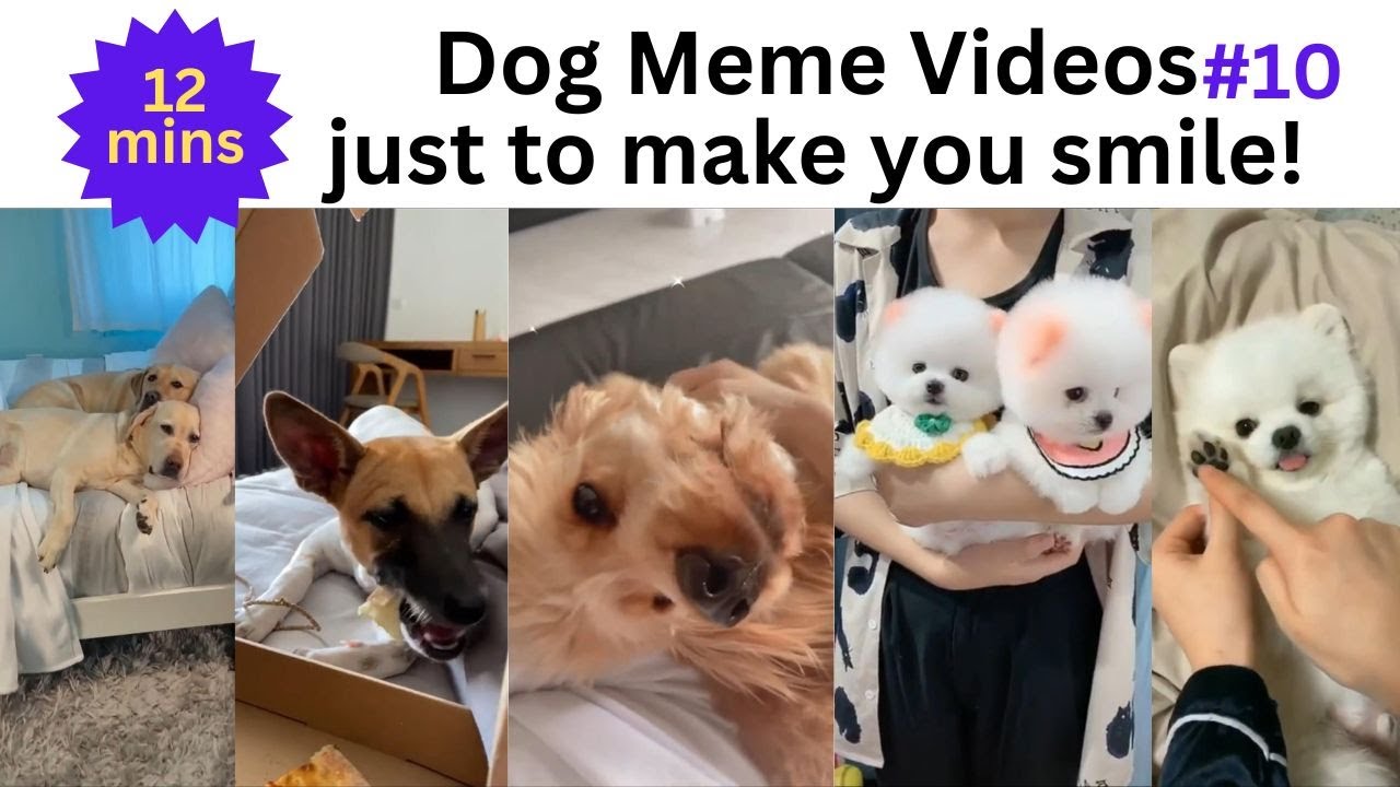 #10 Funny Dog meme videos to make you smile. Just because. Random ...