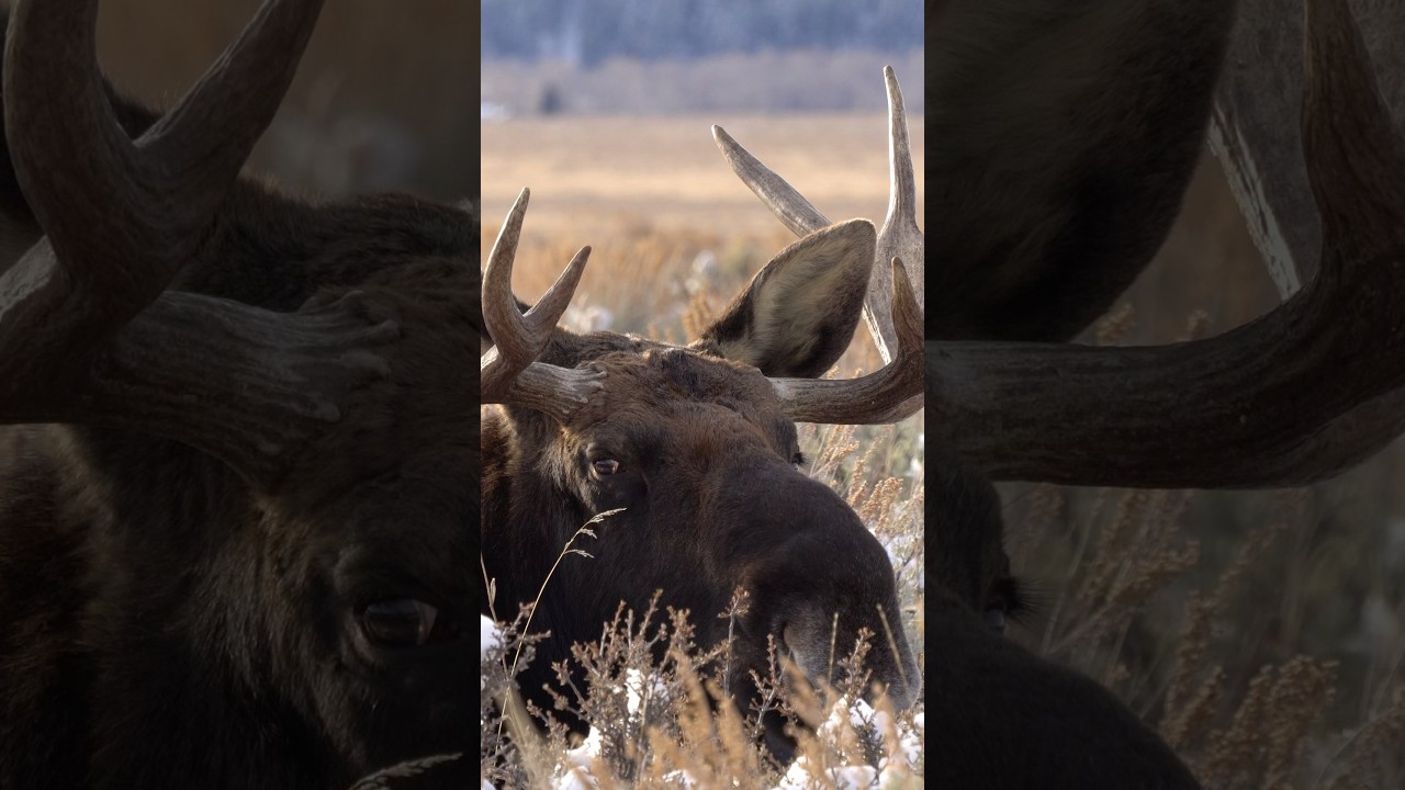 Photographer gets up close with massive bull moose! - YouTube