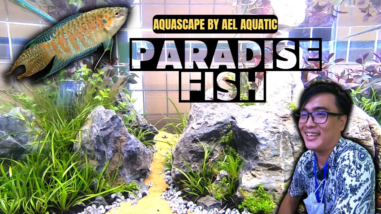 Racun #AQUASCAPE by AEL Aquatic / Paradise Fish = BETTA? - YouTube