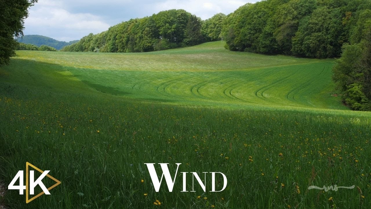 10 Hours Nature Relaxing Wind Sounds - Studying White Noise, Sleeping ...