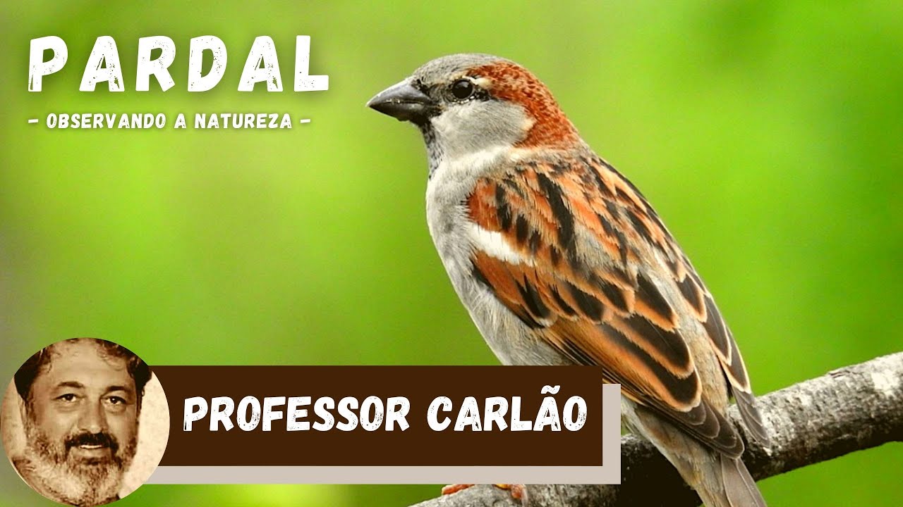 Os Pardais, a História dessa ave que é abundante no Brasil - Observando a Natureza! - YouTube