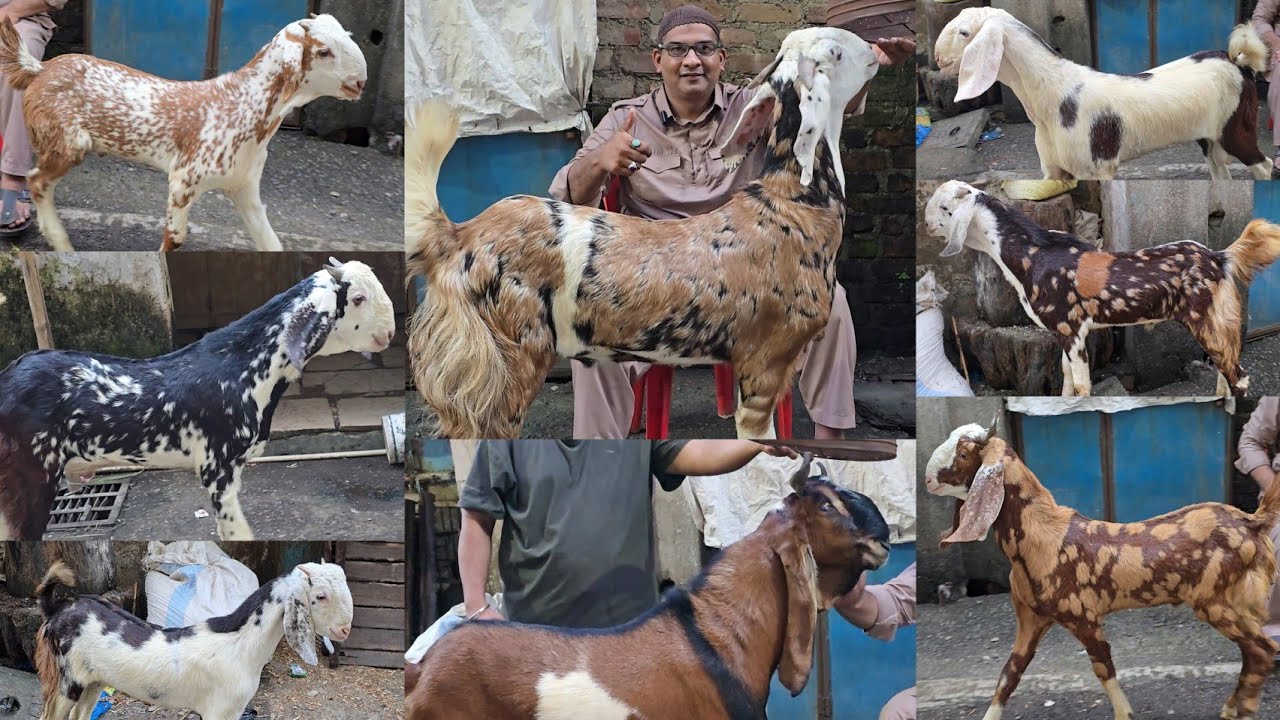 Quality King Ke HOT🔥🔥😱 Superior Goat Collection Looto Aur Shouk Karo ...