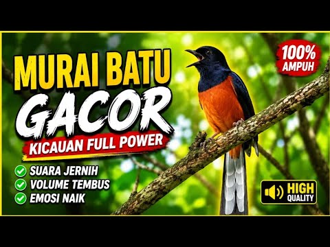 Suara Burung murai Alam Asli 🌿 Suara Penyejuk Hati & Pikiran