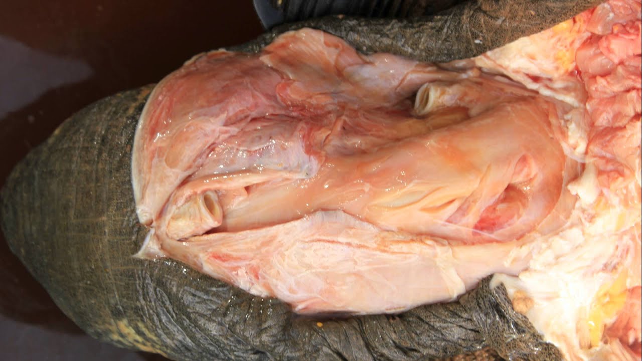 Galapagos Necropsies - YouTube