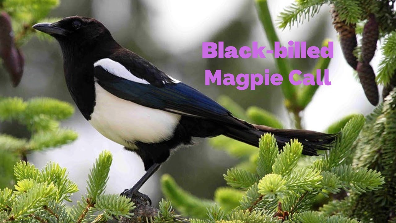Sound Black Billed Magpie