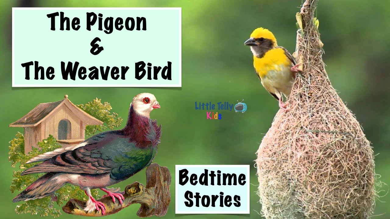 The Pigeon & The Weaver Bird || Bedtime Stories || Moral Stories ...