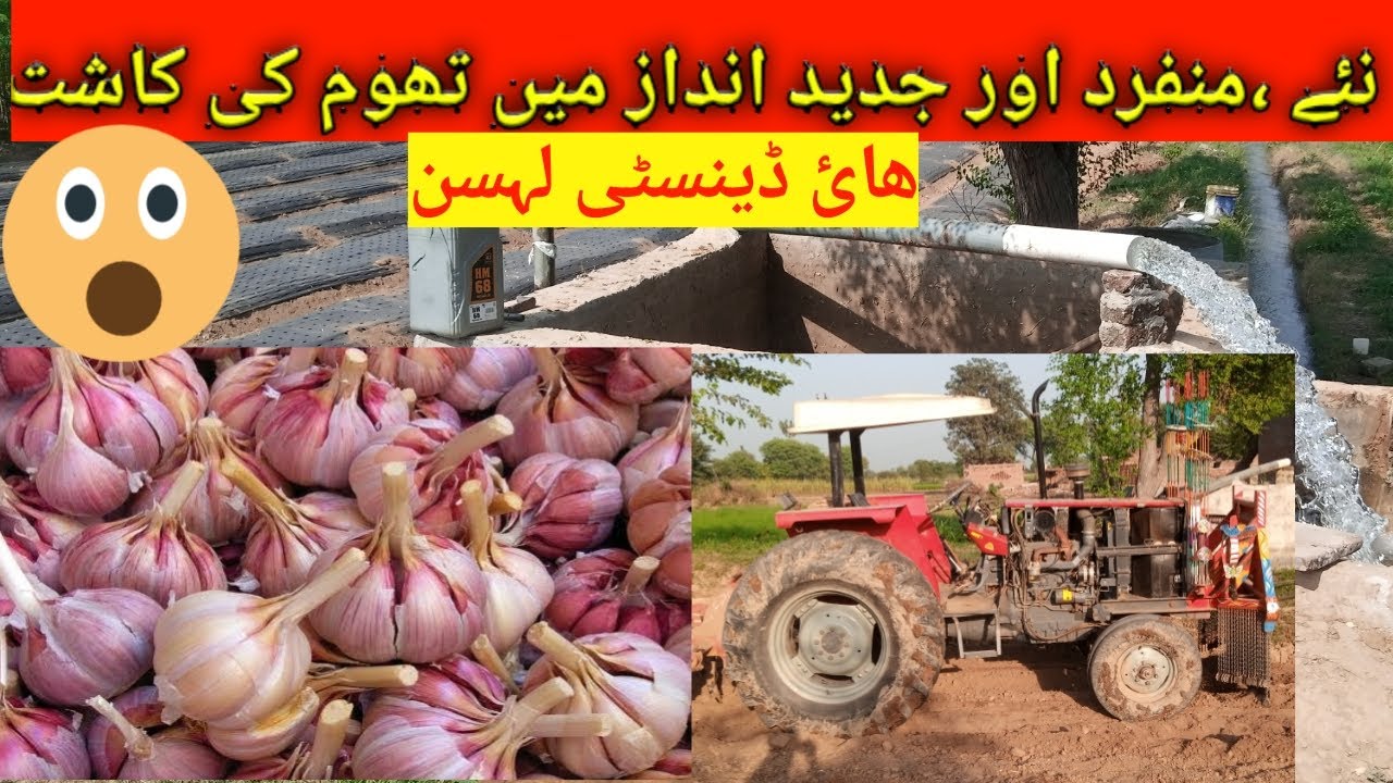 How to grow garlic | Lehsan | Thom ki kasht | Desi thom | how to start ...