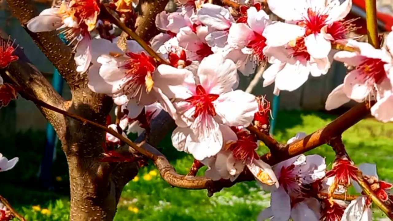 Amazing Colors of Spring Flowers.Early Spring Flowers 4k with Birds ...