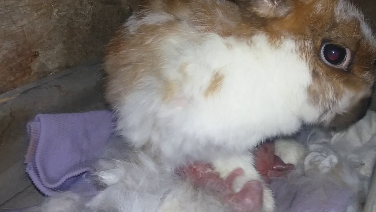 Coneja pariendo - YouTube