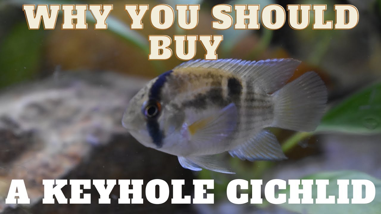 Keyhole Cichlid | The most UNDERRATED Dwarf Cichlid - YouTube