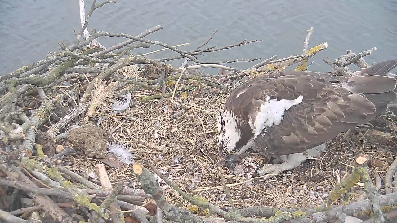 Second chick hatching! - YouTube
