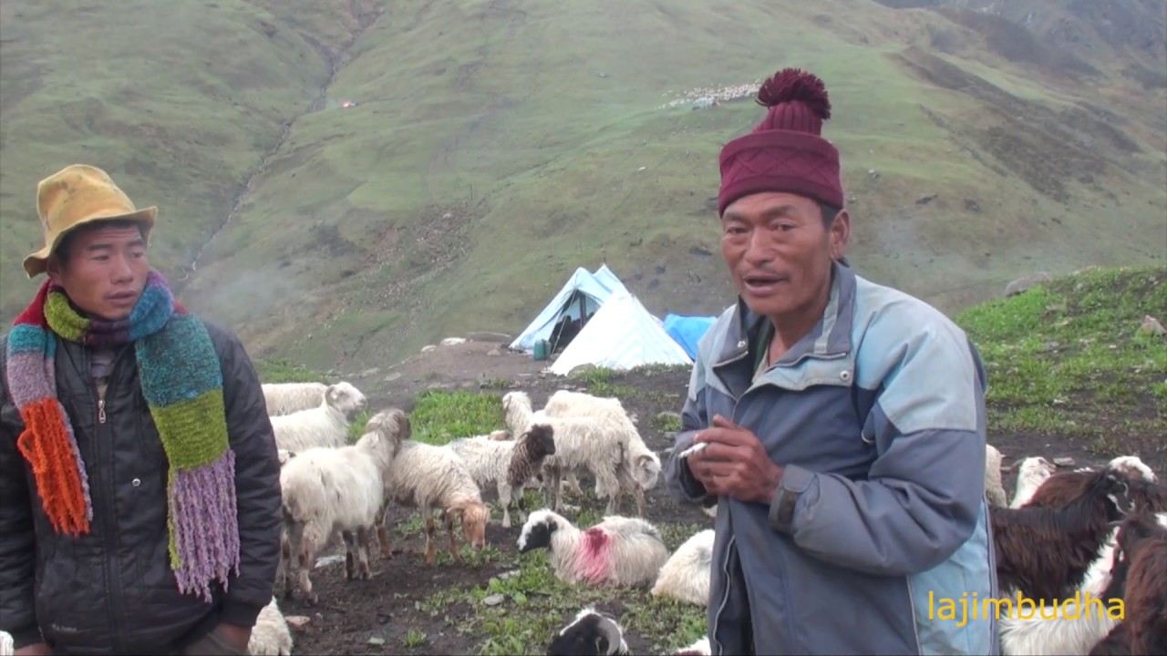 shepherd doing business || pastoral life || - YouTube