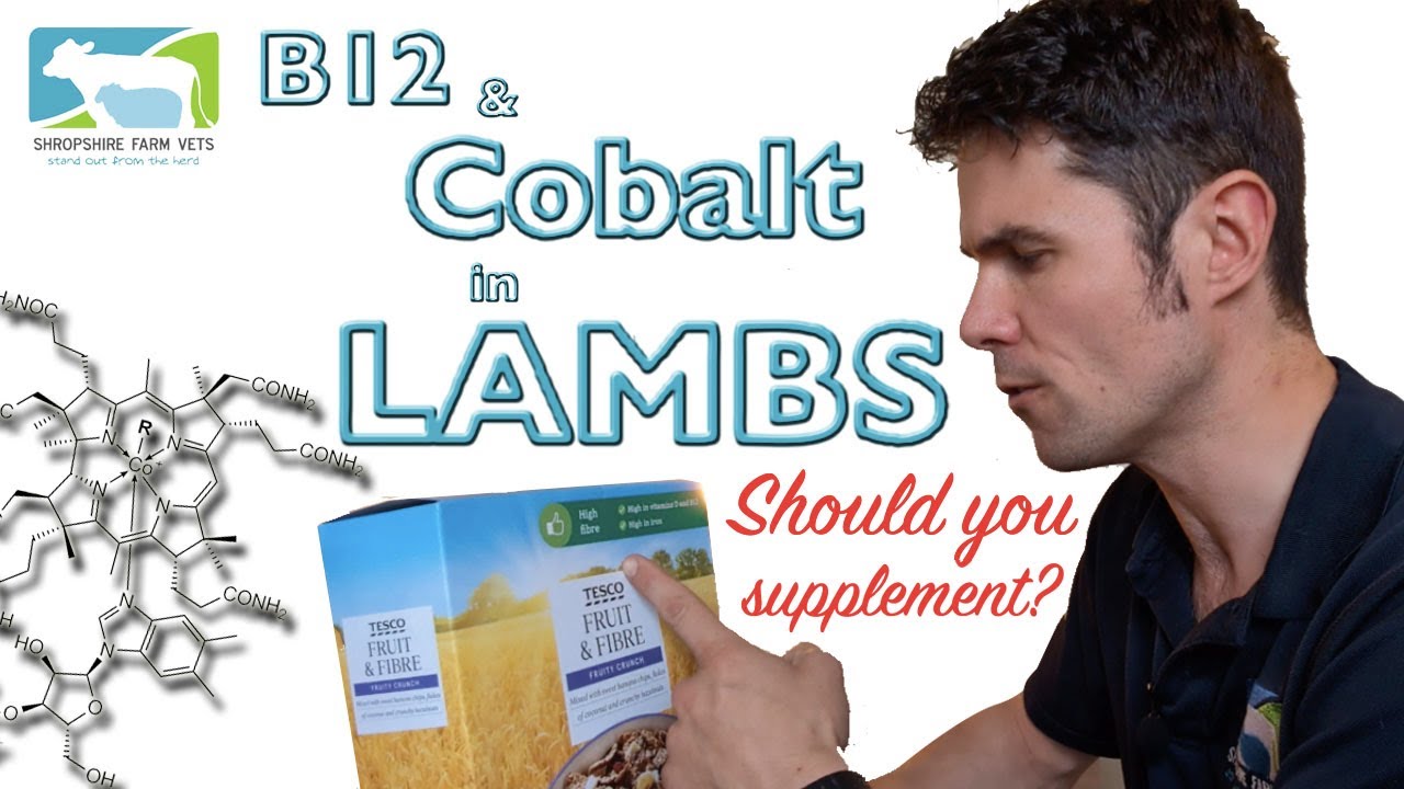 B12 and Cobalt in Lambs.. Should you supplement? - YouTube