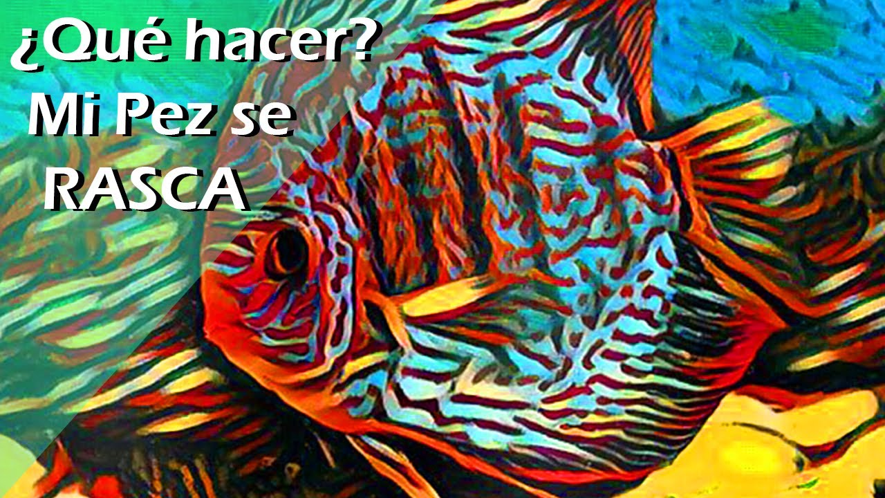 138 .- PECES DISCO se RASCAN con Plantas o Decoración ¡La SOLUCIÓN MÁS ...