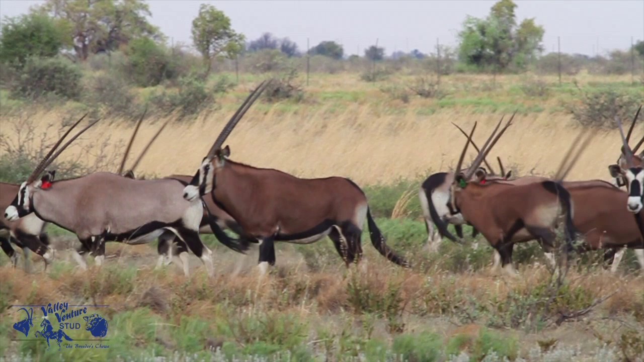 Lot 61 - G 408 Red Oryx Namibian bloodline - Valley Venture and Friends ...