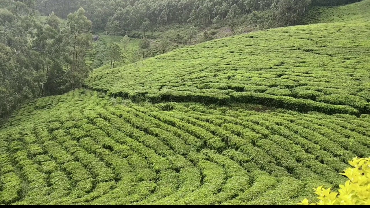 Lush Green Munnar, on the way to Munnar, Munnar 2019, Through the Green ...
