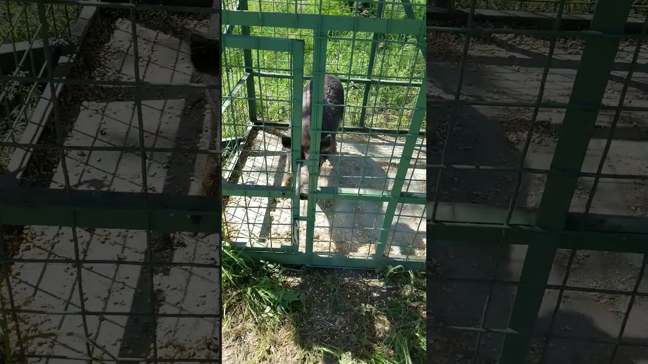 Texas feral pigs. Major problem for the land. - YouTube