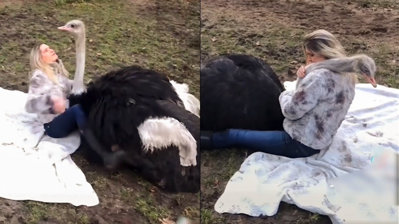 Adorable Ostrich Snuggle With Girl || WooGlobe - YouTube