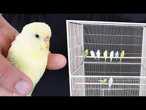 Kuşlara Büyük Salma Kafes Aldım Muhabbet Kuşu Salma Kafes