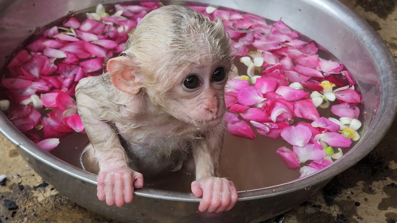 Bubu enjoys the bath water made from natural herbal leaves and roses ...