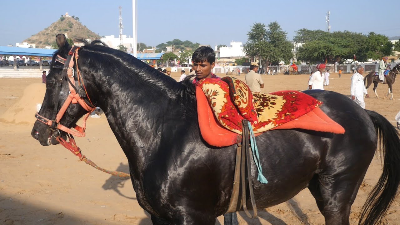 Indian Village Horse and Horse Seller at Pushkar Camel Fair || पुष्कर ...
