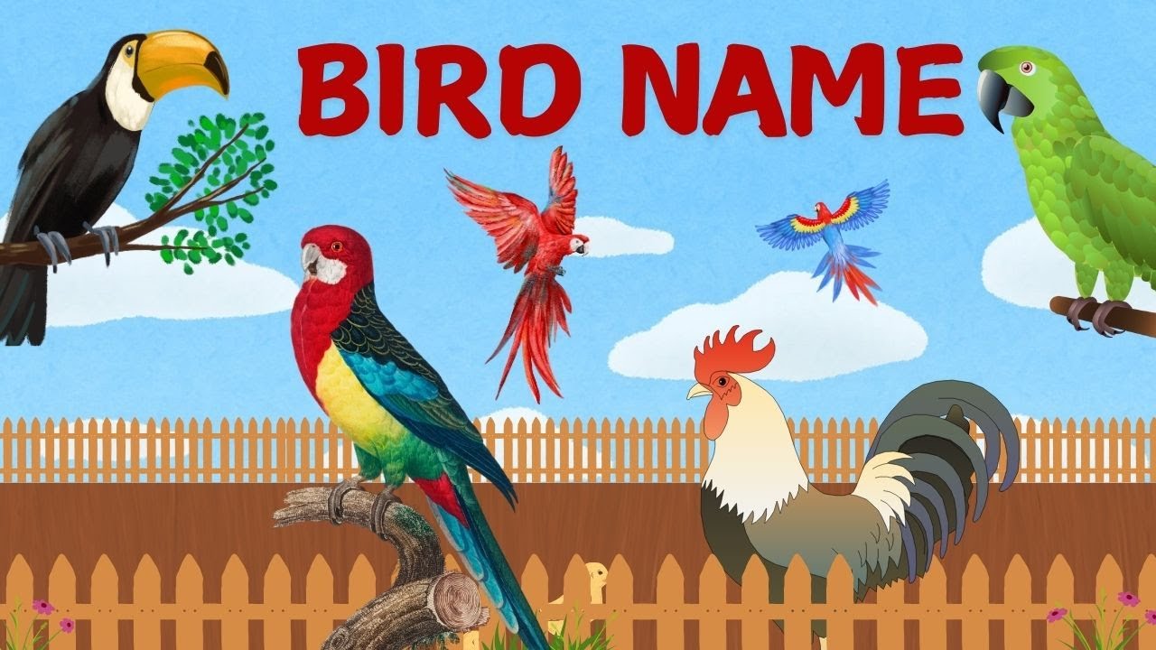 The Ultimate Bird Name List | Pookie Dookie | Birds of the World ...