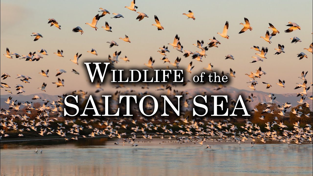 Wildlife of the Salton Sea - YouTube