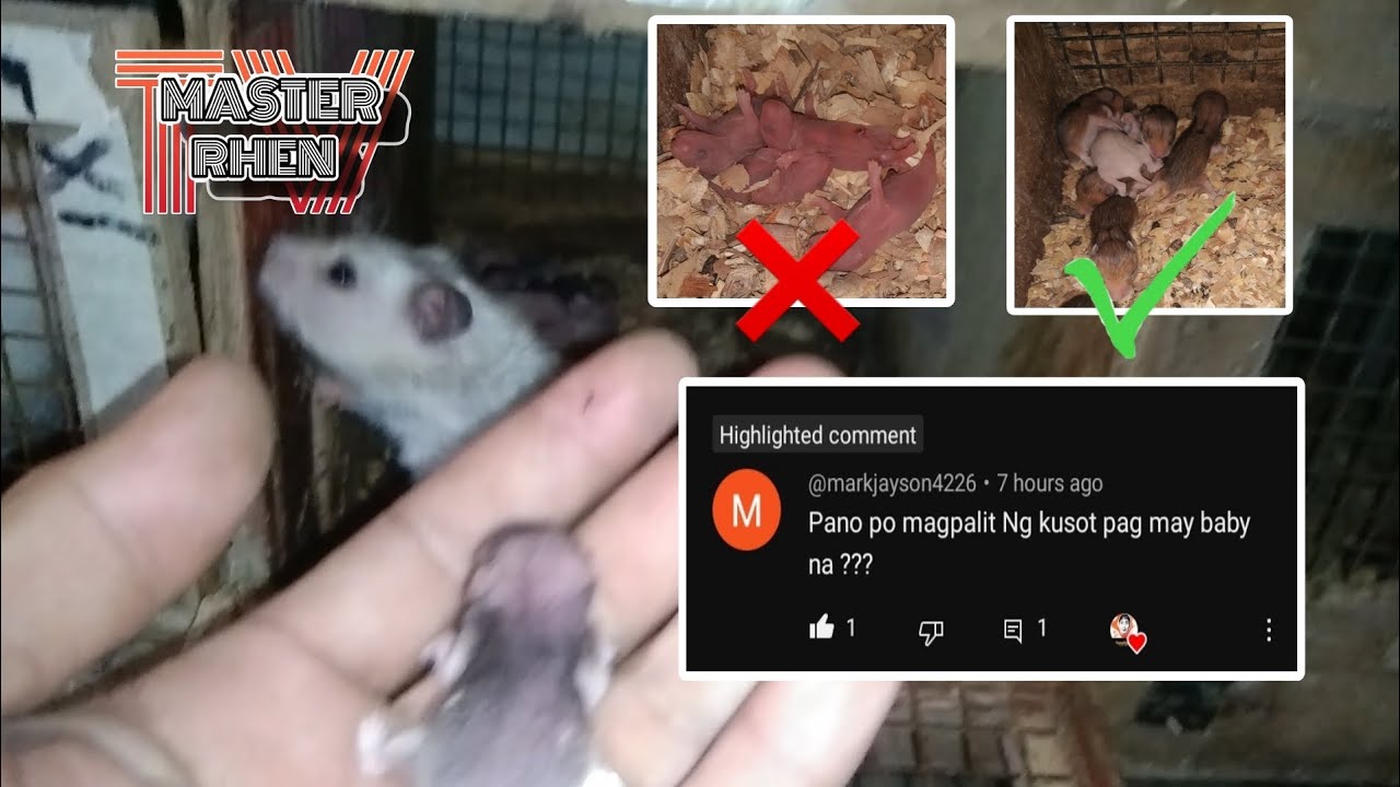 Paano ba mag palit ng kusot pag may baby na ang Mommy Hamster ? - YouTube