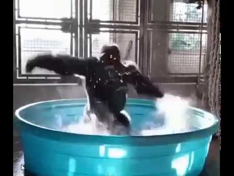 Gorilla dancing in water pool - YouTube