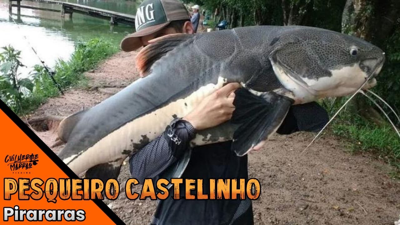 PESCARIA DE PIRARARAS - PESQUEIRO CASTELINHO - YouTube