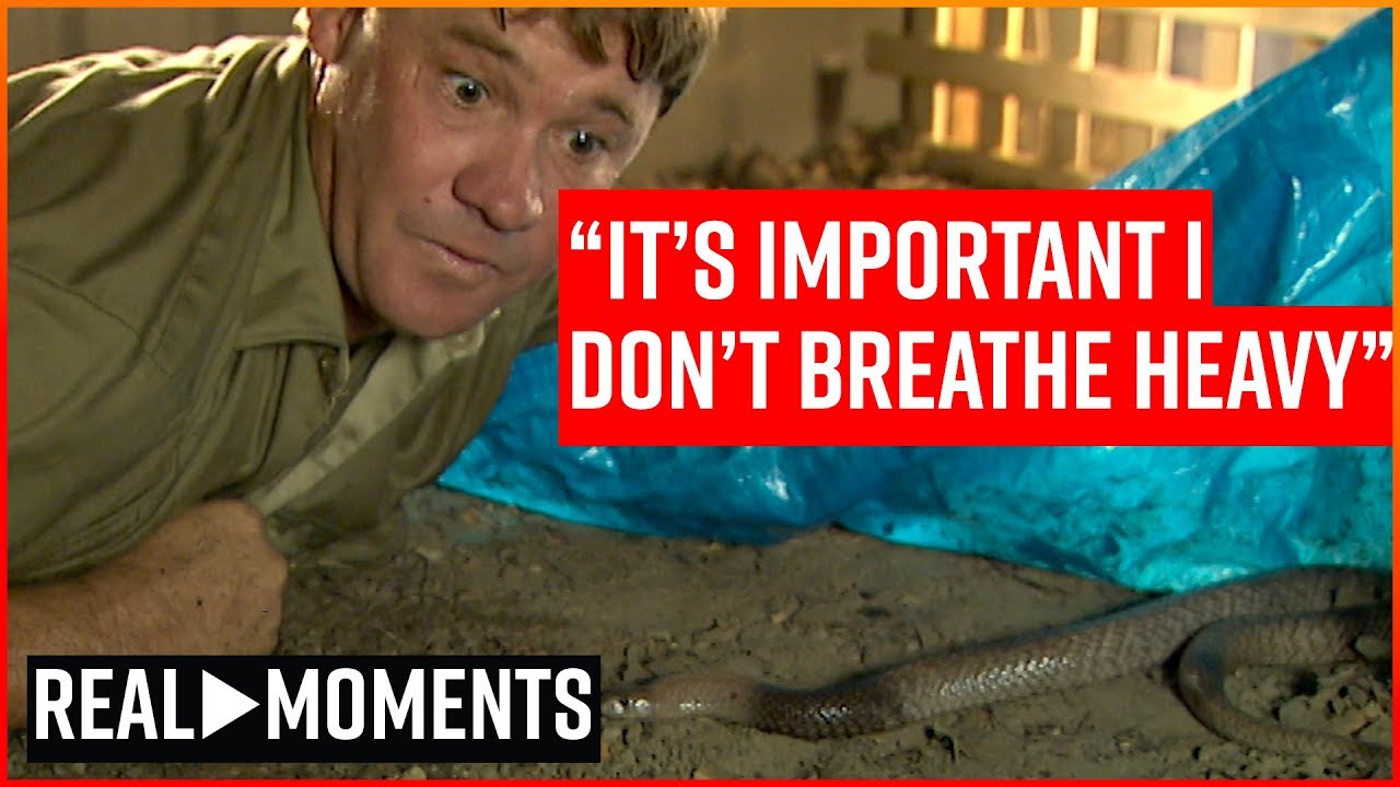 Steve Irwin Goes Face To Face With A Deadly Snake | Real Moments - YouTube
