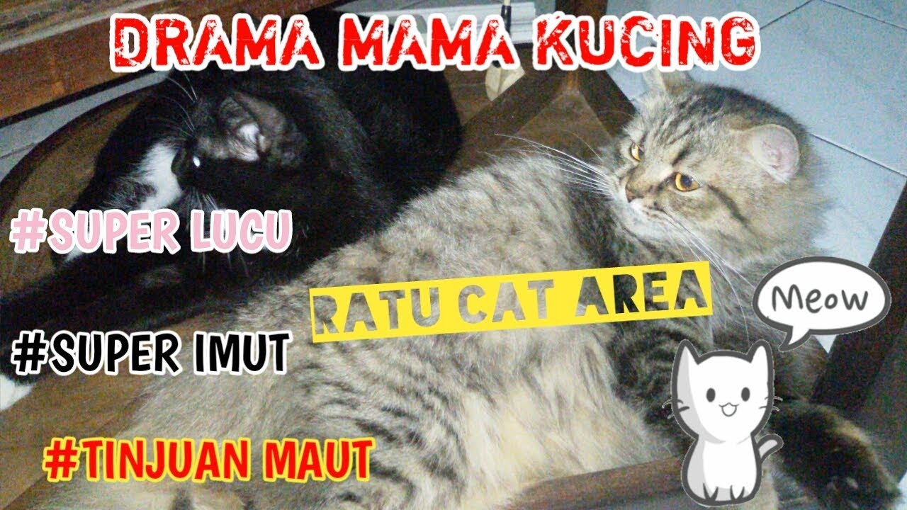 MAMA KUCING PENUH DRAMA DEPAN KAMERA | CAT AREA - YouTube